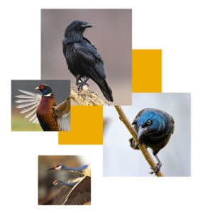 Bird Repellent Seed Corn Treatment | Increase Crop Yield | Avipel