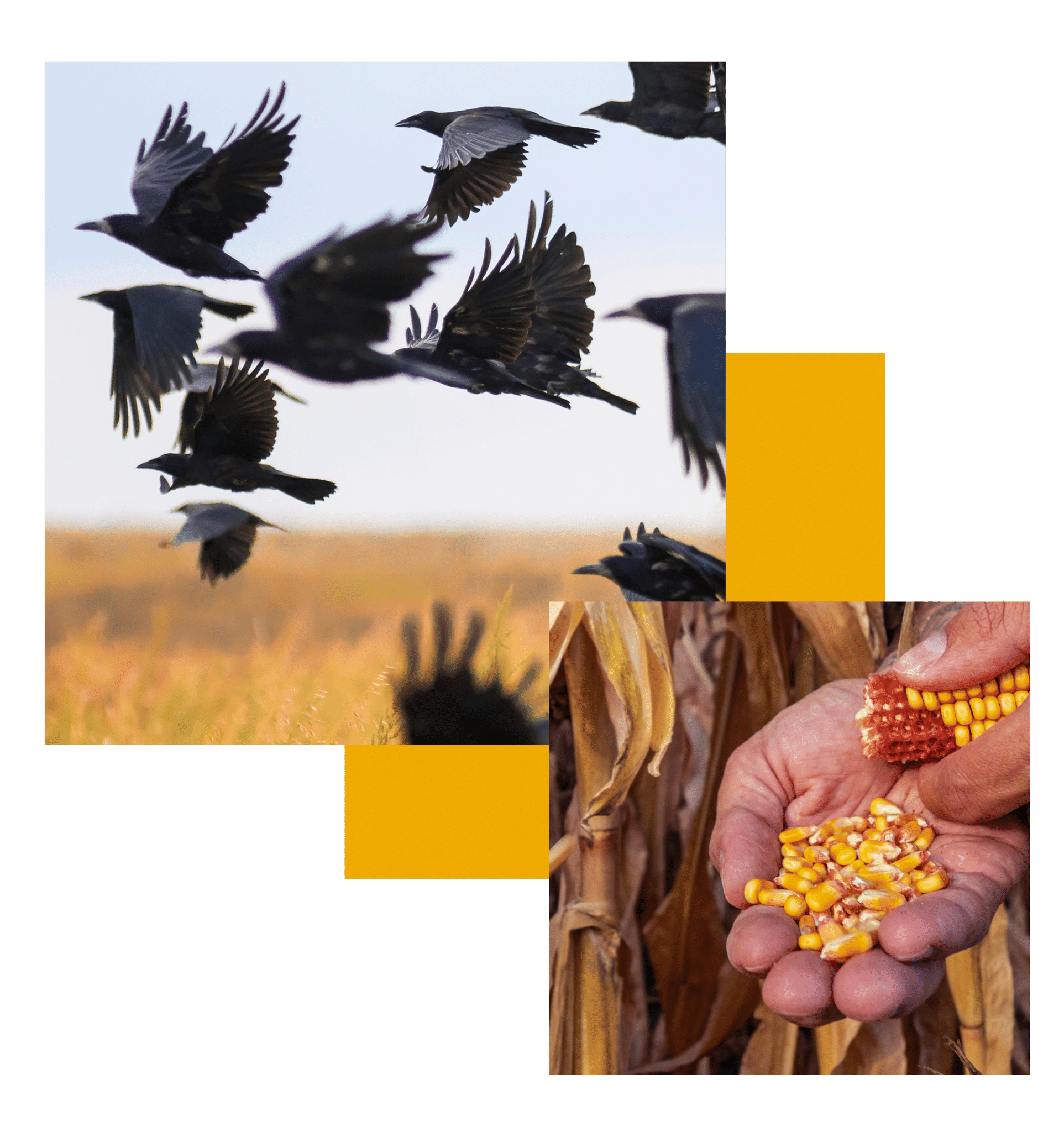 Seed Corn Treatment for Agricultural Chemical Retailers | Increase Yield