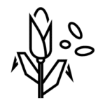 Bird Repellent Seed Corn Treatment | Increase Crop Yield | Avipel